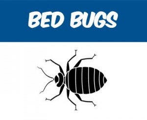 home - Stop Bugging Me Pest Control