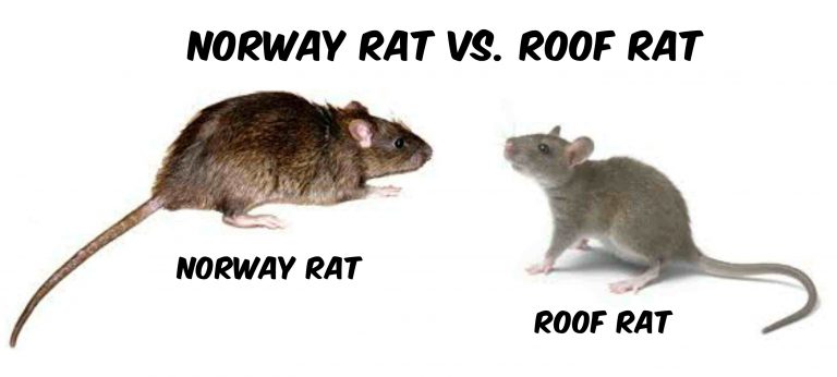Roof-Rat-vs-Norway-Rat copy - Stop Bugging Me Pest Control